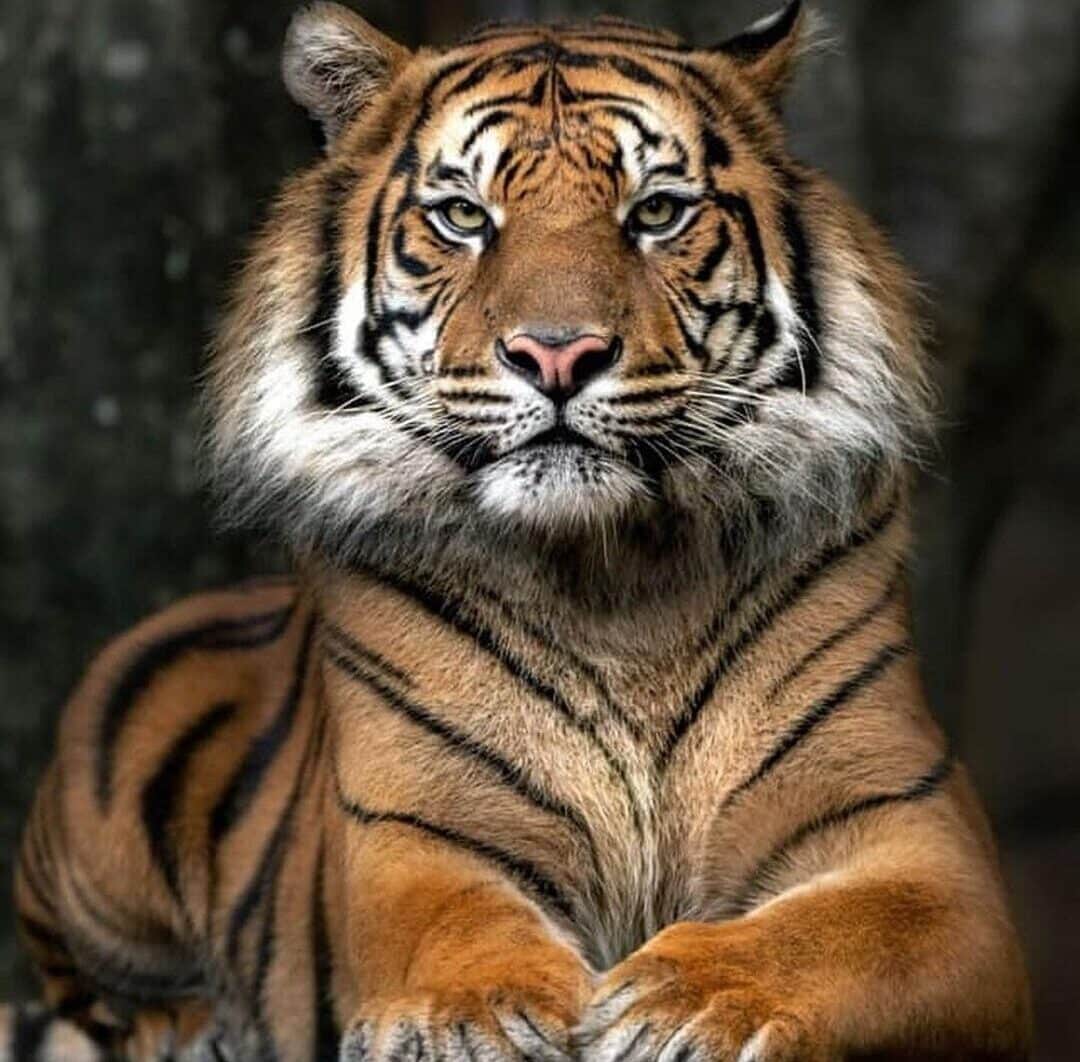 5 Unique & Memorable Animal Experiences near Brisbane