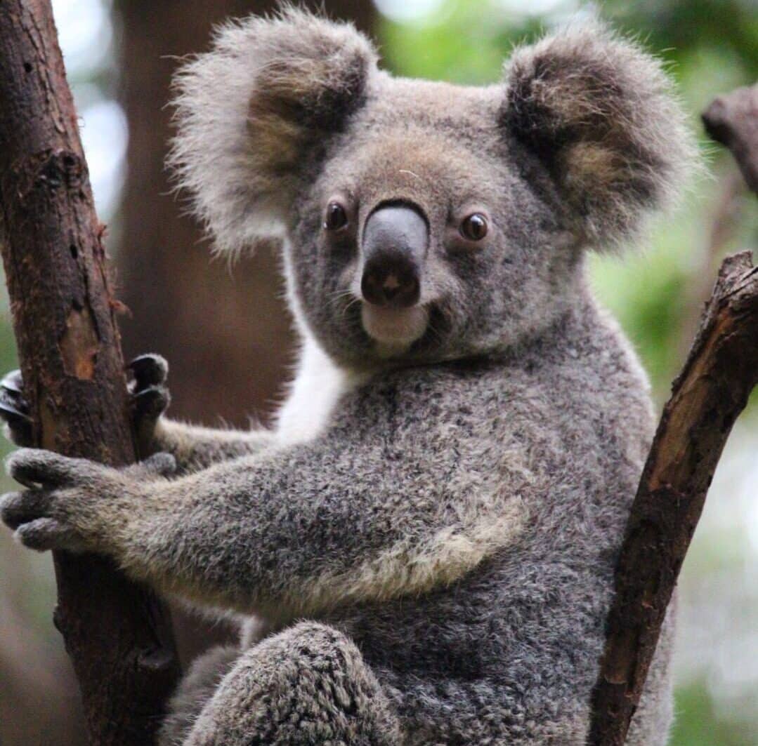 5 Unique & Memorable Animal Experiences near Brisbane